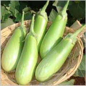 SeeGreen MuktaKeshi Brinjal seeds,Begun 100% original Organic, F1 ...