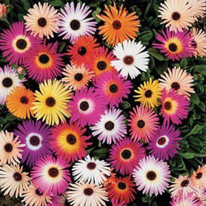 KANAYA Mesembryanthemum Flower Seed Price in India - Buy KANAYA ...