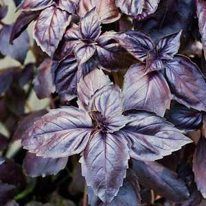 VibeX ® XLR-5 Basil 'Osmin Purple' Seed Price in India - Buy VibeX ...