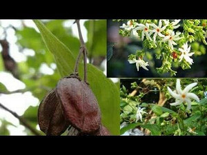 KNESSiN Nithyamalli/ulantha malli/Jasmine[100 Seeds] Seed Price in ...