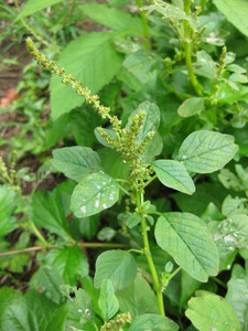 CARIBBEAN AMARANTHUS (THOTAKURA ) Seed Price in India - Buy CARIBBEAN ...