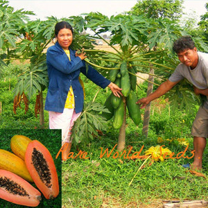 naturehils Papaya Seed, P -300, Orgnic Fruit & Vegetable Seed, Papita ...