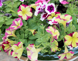 WHADE Fantsy mix Petunia Flower Seed Price in India - Buy WHADE Fantsy ...