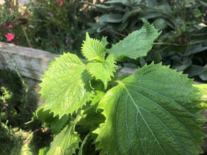 VibeX KGF -88 - Kaori Ao Shiso Perilla - (750 Seeds) Seed Price in ...