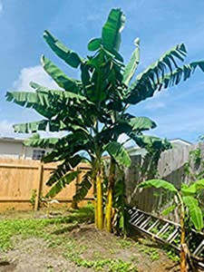 Kapebonavista Musa Chini Champa banana live plant Seed Price in India ...