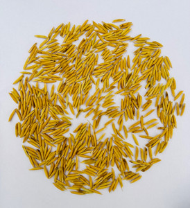 SANT SEED LLP PUSA BASMATI 1885 PADDY SEEDS & FARMING & AGRICULTURE ...