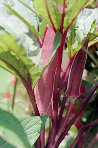 WILLVINE PUSA-755 High Yield Lady Finger Burgundy Red Okra Seeds -500 ...