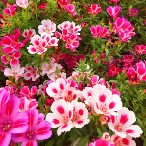 Lorvox Clarkia Double Mix Flower Seed Price in India - Buy Lorvox ...