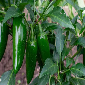 Arshiayat Hybrid Chilli Seeds, Bullet Mirchi Seed Price in India - Buy ...
