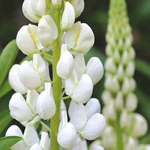Aro Lupin Seed Price in India - Buy Aro Lupin Seed online at Flipkart.com