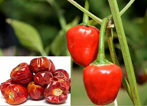 KNESSiN Chilli Green Round[400 Seeds] Seed Price in India - Buy KNESSiN ...