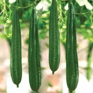 Aro Ridge Gourd, Turai, Luffa Seed Price in India - Buy Aro Ridge Gourd ...