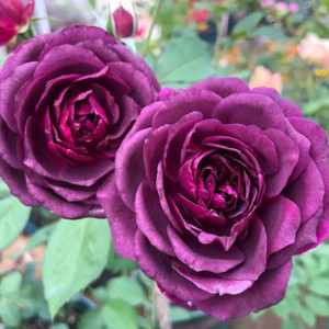 WILLVINE Ebb Tide Purple Rose Seed Price in India - Buy WILLVINE Ebb ...