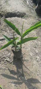 VibeX VVI-21 - Cardamom Elaichi Velchi - (60 Seeds) Seed Price in India ...