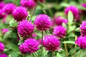 Lorvox Gomphrena White Flower / Gomphrena globosa / Vaada Malli Seed ...