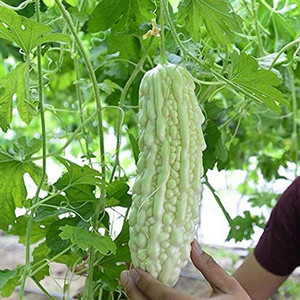 VibeX ® VMR-137 Bitter Gourd White Pearl Balsam Pear Melon Seed Price ...