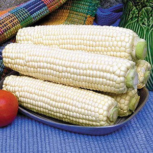 VibeX ® XLR-543 Sweet Corn Sugar Pearl White Seed Price in India - Buy ...