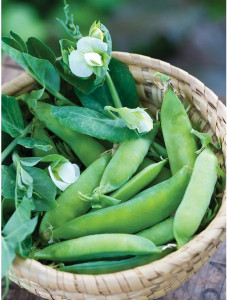 MYLAWN Matar Peas Organic Seed Price in India - Buy MYLAWN Matar Peas ...