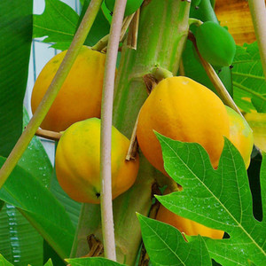 naturehils Papaya Seed, P -300, Orgnic Fruit & Vegetable Seed, Papita ...