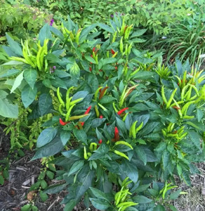 wequality Hybrid chilli seeds,hybrid mirch seeds,hybrid Miracī seeds ...