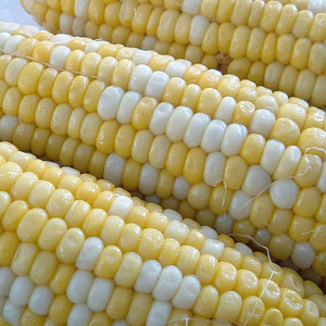 Aywal Golden Jubilee Yellow Sweet Corn Seed Price in India - Buy Aywal ...