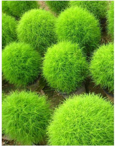 CEZIUS Grass Seeds Kochia Fire Bush Burning Bush - Kochia scoparia Seed ...