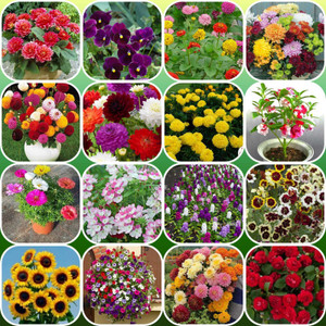amkdseeds 16 variety combo flower seeds for home garden, summer,winter ...