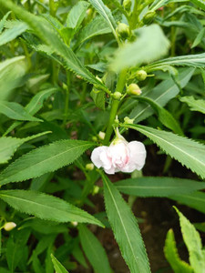SREE Balsam,Dopati Flower 100% seeds growing Seed Price in India - Buy ...
