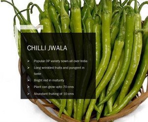 VibeX CHILLI JWALA SEEDS(250 Seeds) Seed Price in India - Buy VibeX ...