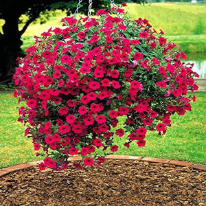 ario Petunia Star Pro Flower Mix Seed Price in India - Buy ario Petunia ...