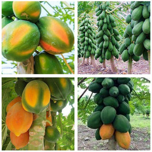 naturehils F1 Papaya Seed, Orgnic Fruit & Vegetable Seed, Papita seed ...