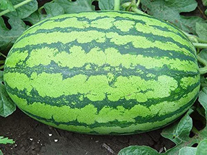 KANAYA Water Melon Seed Price in India - Buy KANAYA Water Melon Seed ...