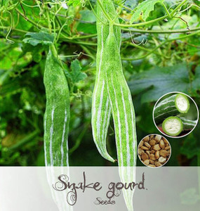 VibeX ® LXI-133 CHICHINDA/SNAKE GOURD/CHICHINGA/CHHACHINDRA SEEDS Seed ...