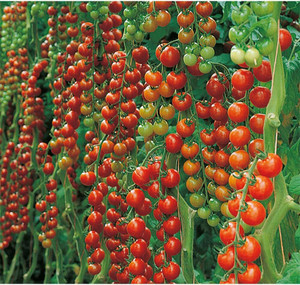 ibains Bell tomato seeds Seed Price in India - Buy ibains Bell tomato ...