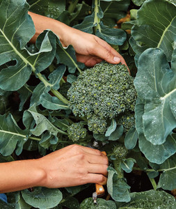 VibeX PAU-28 - Sun King Broccoli - (450 Seeds) Seed Price in India ...