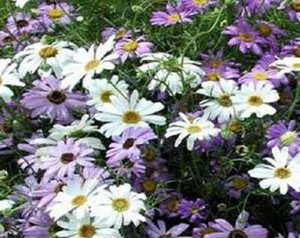 Paudha Brachycome mix Seed Price in India - Buy Paudha Brachycome mix ...