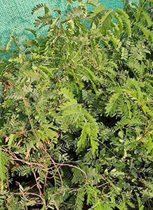 KANAYA IMLI seeds beej,Tamarind Seed Price in India - Buy KANAYA IMLI ...