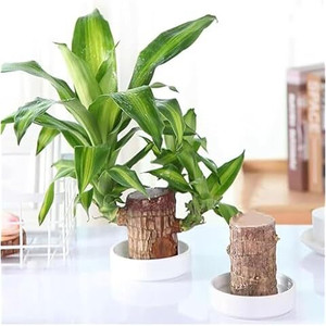 BRAZILIAN WOOD TREE Original Brazilian Lucky Wood Live Stick Plant Seed ...