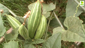 VibeX Pointed gourd Parwal Outdoor Gardening[500 Gms, 2500 Seeds] Seed ...