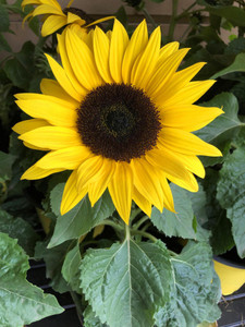ARTA Sunflower Russian Giant Flower Seeds For Home Gardening Seed Price ...