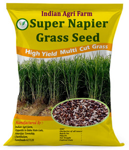 IAgriFarm Super Napier Grass Seed - 1 Kg - High Yield Perennial ...