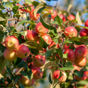 deodar Crab Apple Tree Seeds, Malus sylvestris Seed Price in India ...