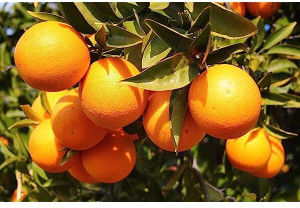 Aywal Mosambi/Mausambi/Sweet Lemon Seed Price in India - Buy Aywal ...