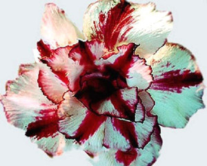 JRYU Adenium Obesum Mix Color Flower Seed Price in India - Buy JRYU ...