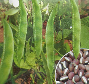 DEYS AGRO ™ sem phali dolichos beans f1 hybrid vegetable seed, seem ...