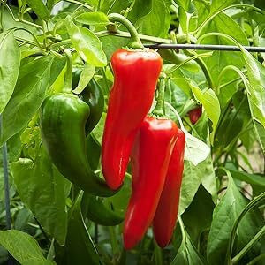 Arshiayat Hybrid Chilli Seeds, Bullet Mirchi Seed Price in India - Buy ...