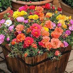 ACCELCROP Kulfa, Kulpha, Khurfa, Purslane, Portulaca Oleracea Plant ...