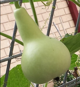 Avysa Round Bottle Gourd, Ghiya Seed Price in India - Buy Avysa Round ...