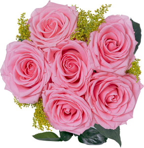 Biosnyg Red Roses Fire Bush Rose Garden Double Flower Fresh 25 Seeds ...