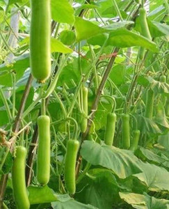 VibeX ® VMR-237 Ghiya Long/Bottle Gourd Seed Price in India - Buy VibeX ...